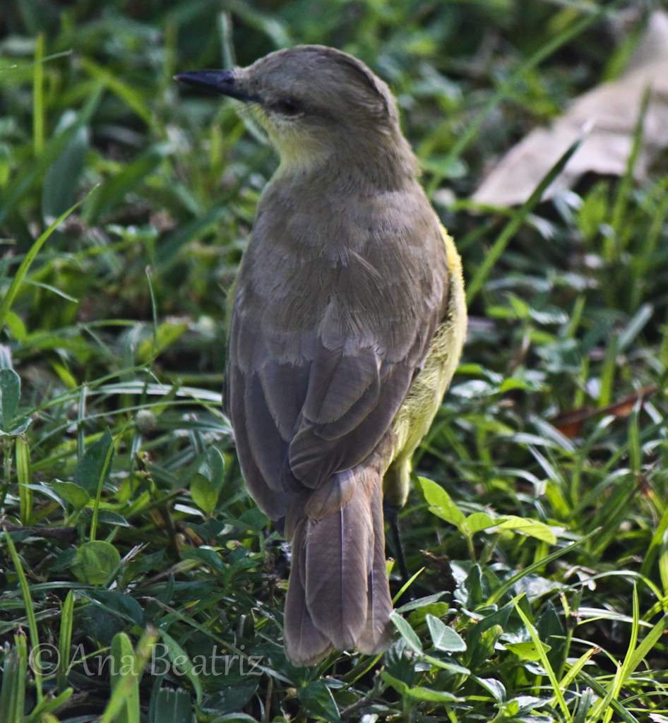 Aventura fotográfica: Pitirre Chicharrero (Tyrannus melancholicus)