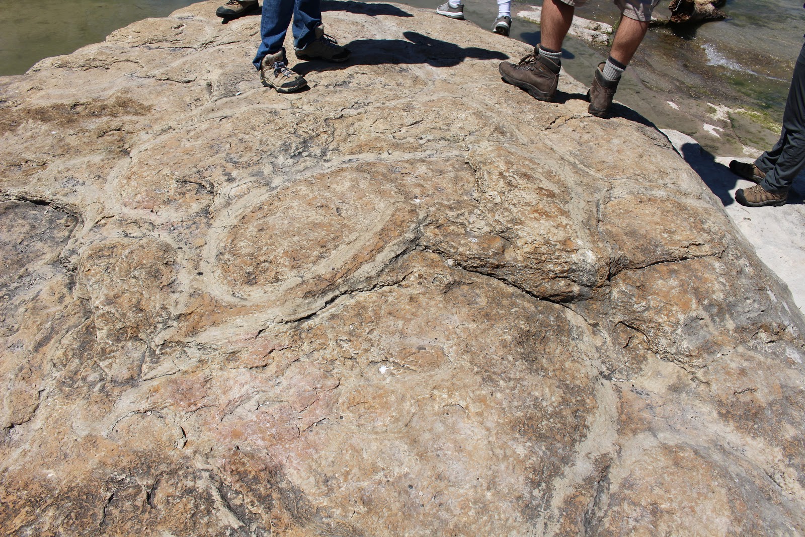 Finding Fossils...: Fossil Reefs around Austin
