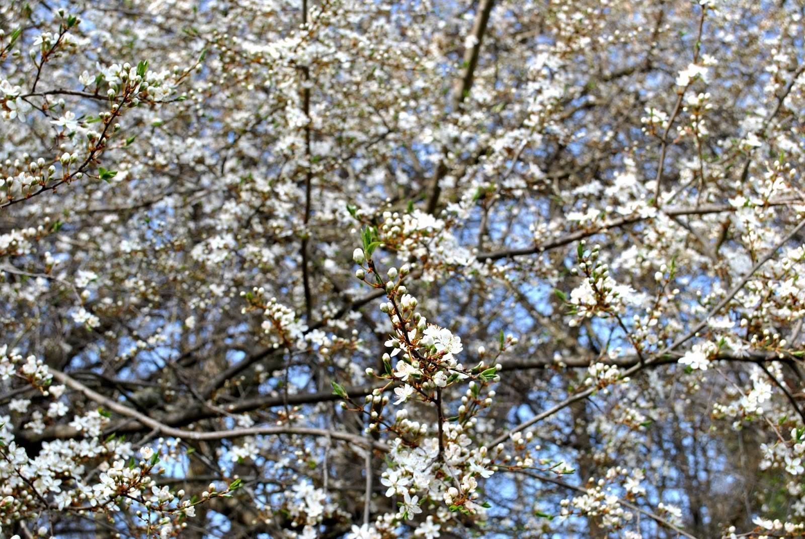 Jarné fotky - Môj život - tvoj život