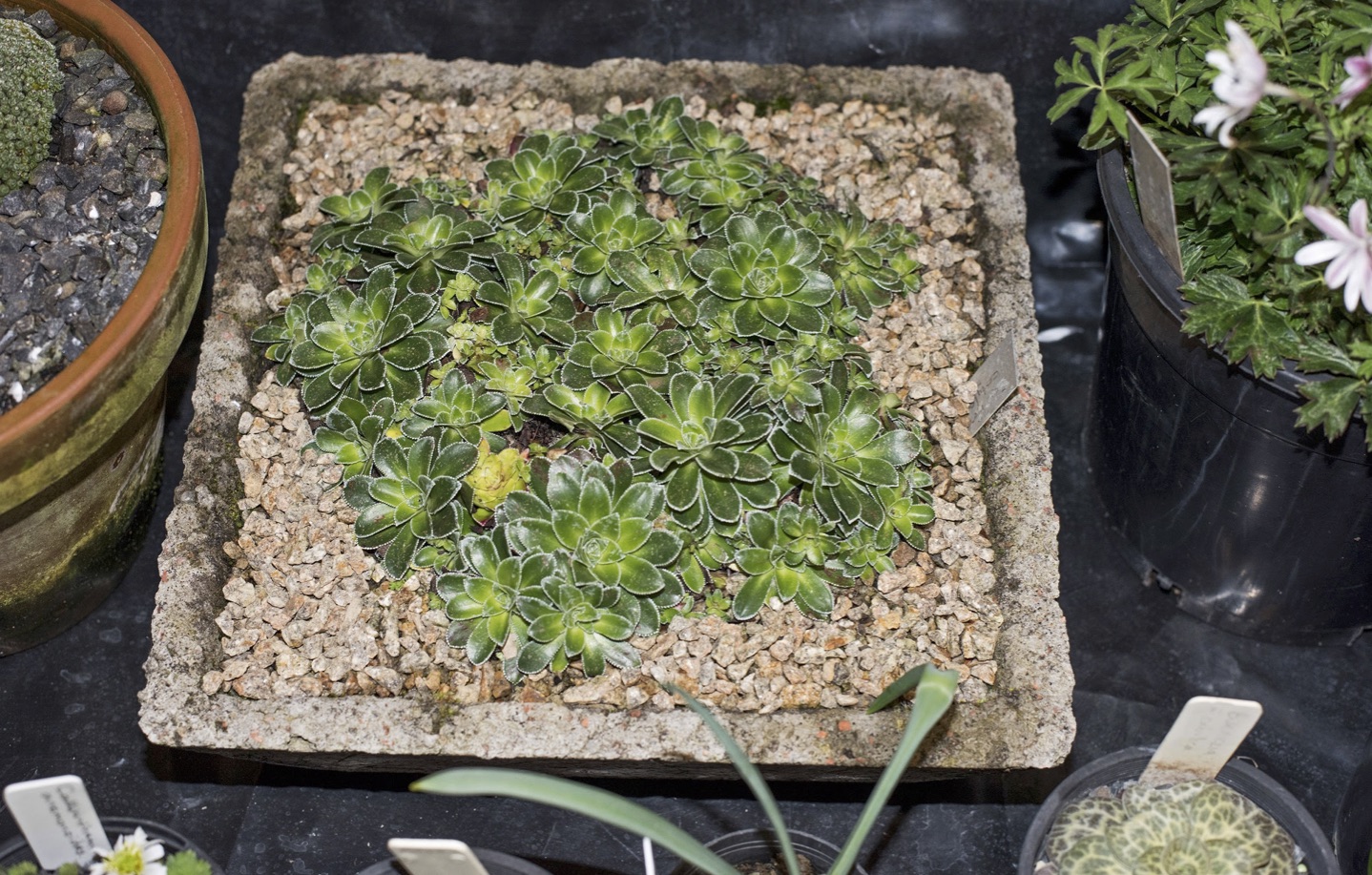 Alpine Garden Society Victorian Group: Oron Peri Talk.