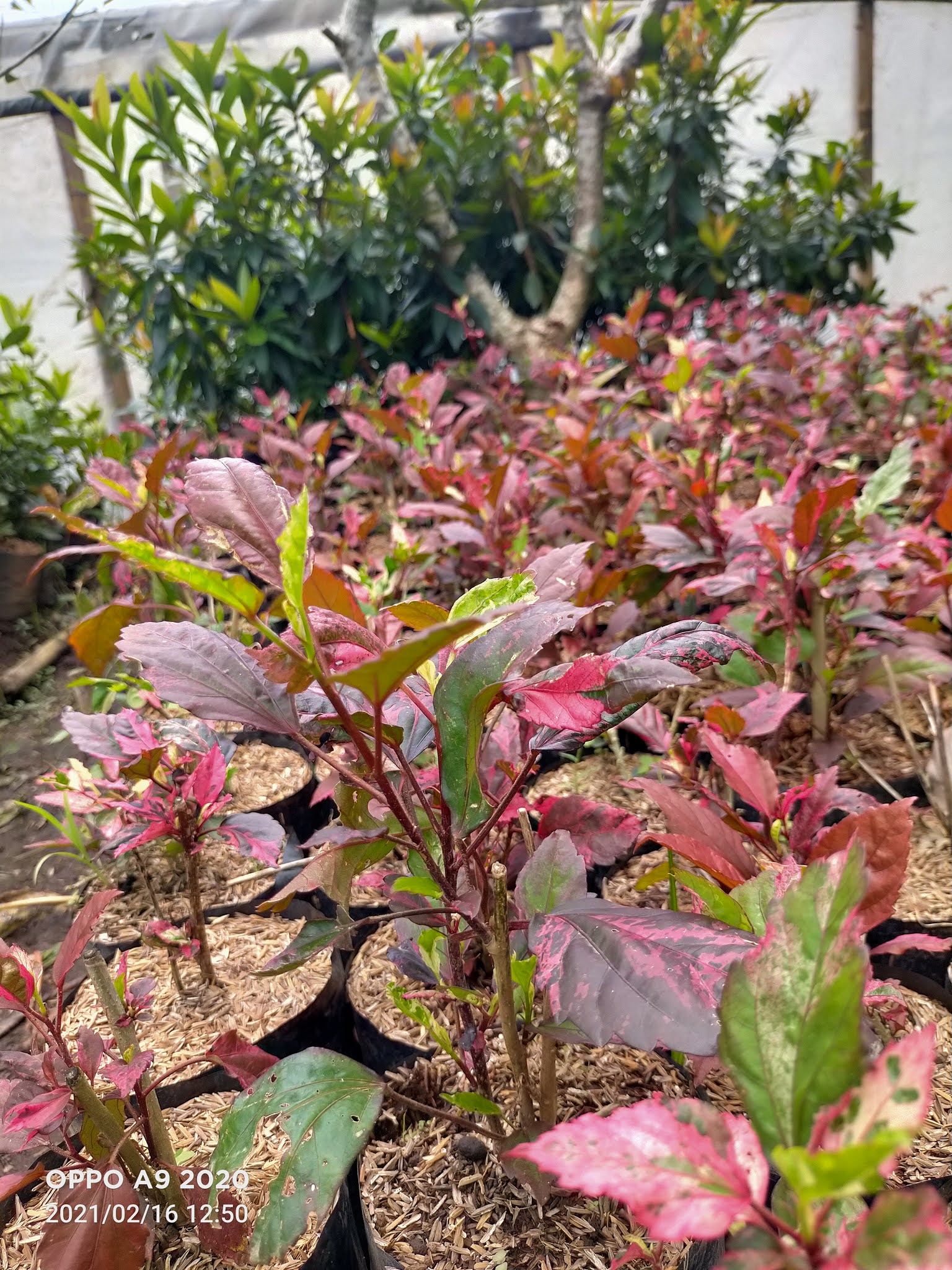 Bunga sepatu parigata Redy