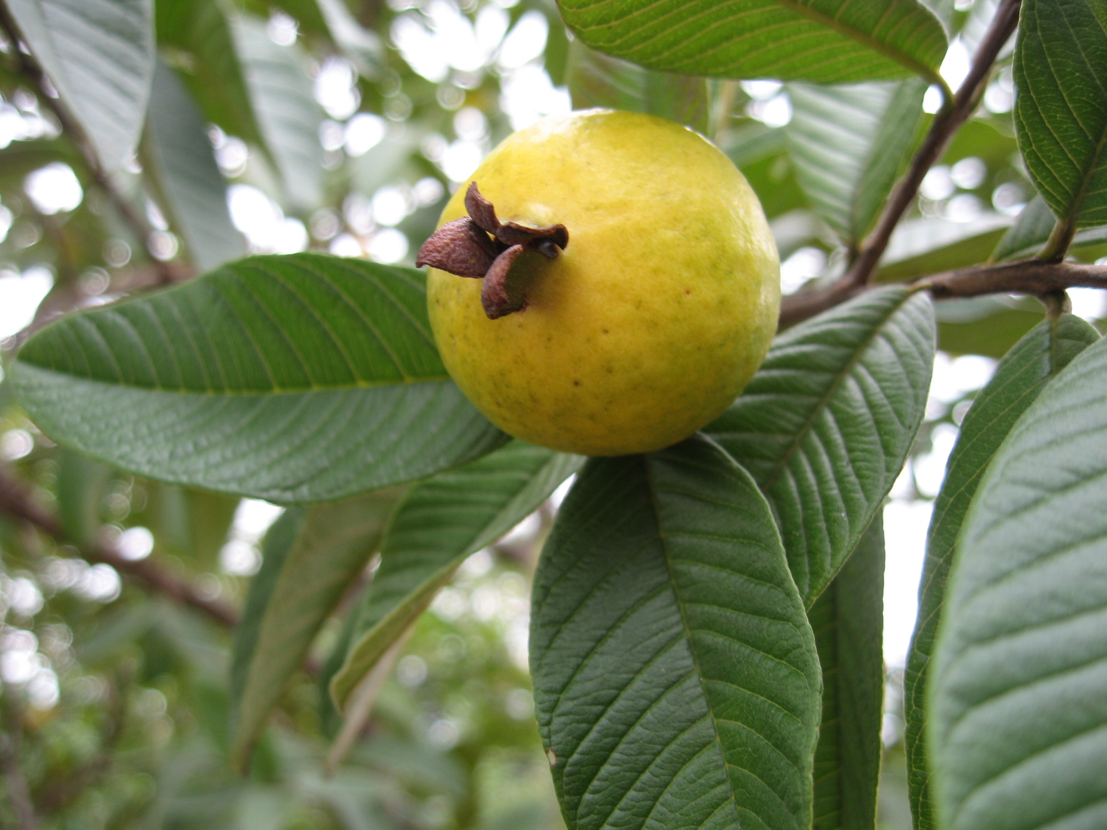 DIÁRIO COM A NATUREZA: 14 DE JUNHO - GOIABEIRA - GOIABA - FRUTA - FLOR ...
