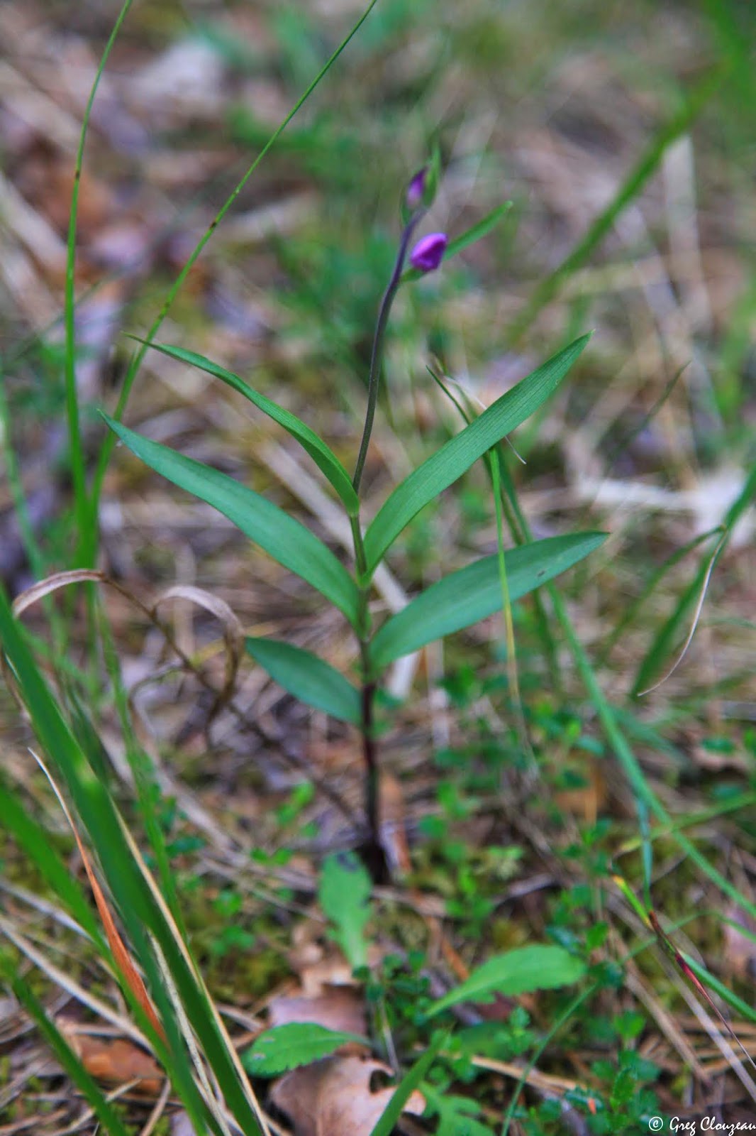[ESPECE] La Céphalanthère rouge, une orchidée délicate et rare à ...