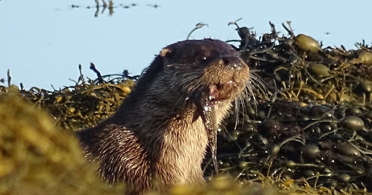 A Field Notebook: More from Mull