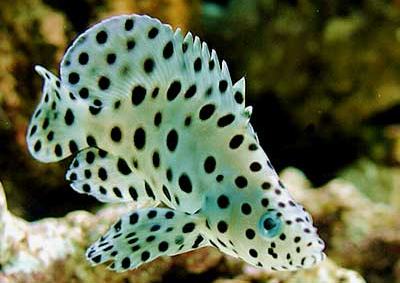 BUDIDAYA PERIKANAN INDONESIA 45: PENDEDERAN IKAN KERAPU BEBEK ...