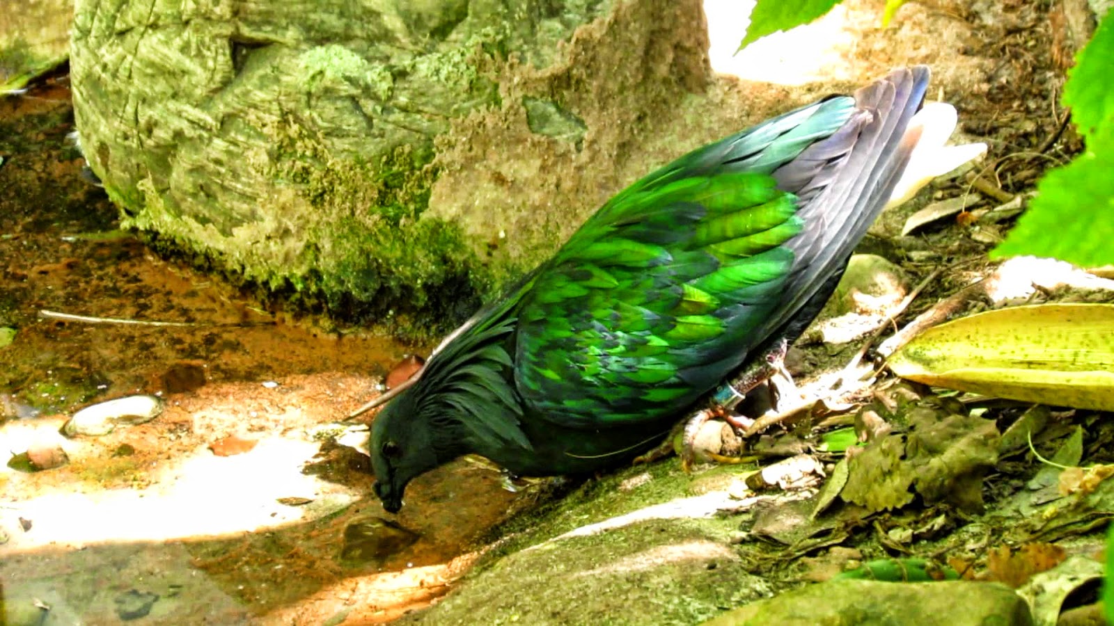NICOBAR PIGEON photos - wallpapers | the fun bank