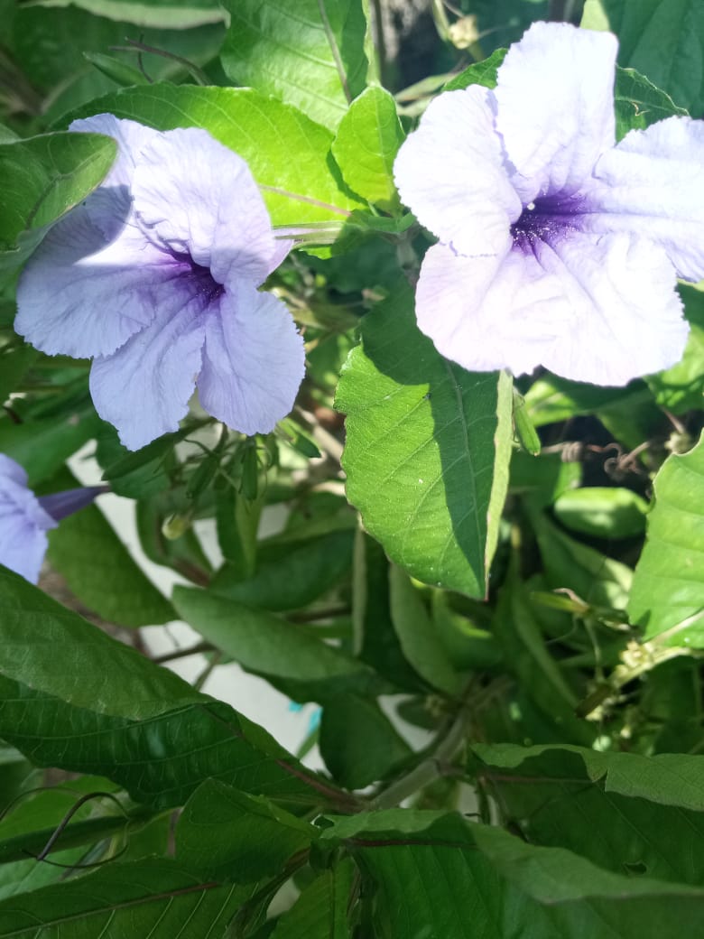 SENI BERTANAM: BUNGA KENCANA UNGU