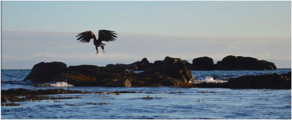 Islay Natural History Trust: Sea Eagle - Niall Colthart