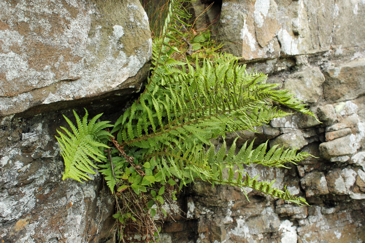 Gower Wildlife: Craig-y-Llyn revisited
