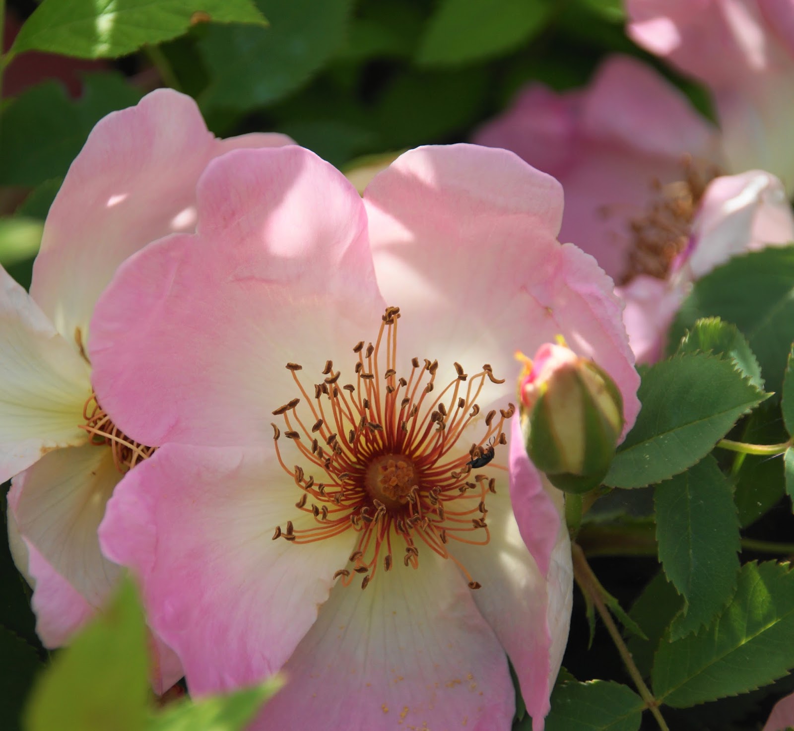 Villroses hage: På jakt etter rosa...