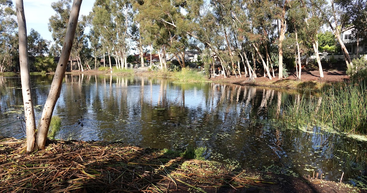 Looking for Ponds: San Diego Hendrix Pond