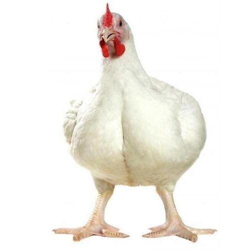 Alipinfo Broiler Feed Schedule alipinfo-broiler-feed-schedule