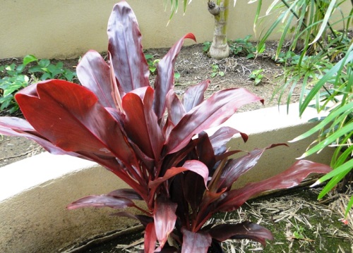 Inspiring Nature Photography By Carol Reynolds: Colorful Ti Plant