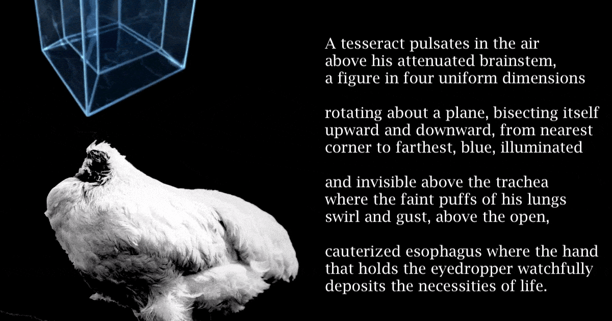 Paul Vermeersch: Mike the Headless Chicken (a digital poem)