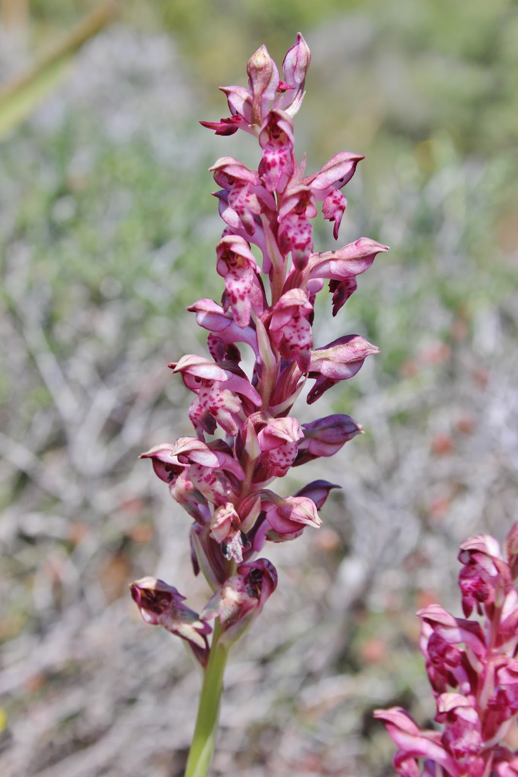 Biodiversity of Cyprus by NGO Protection of the Natural Heritage and ...