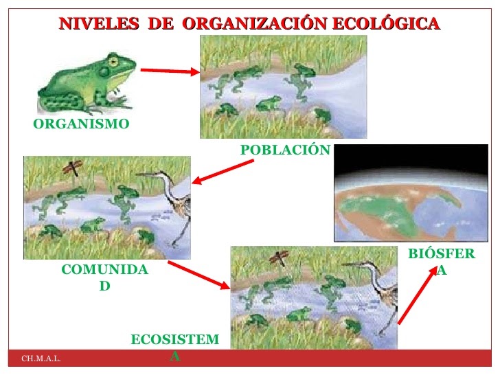 E-actividad Ciencias Naturales: E-actividad 4: Niveles Ecológicós