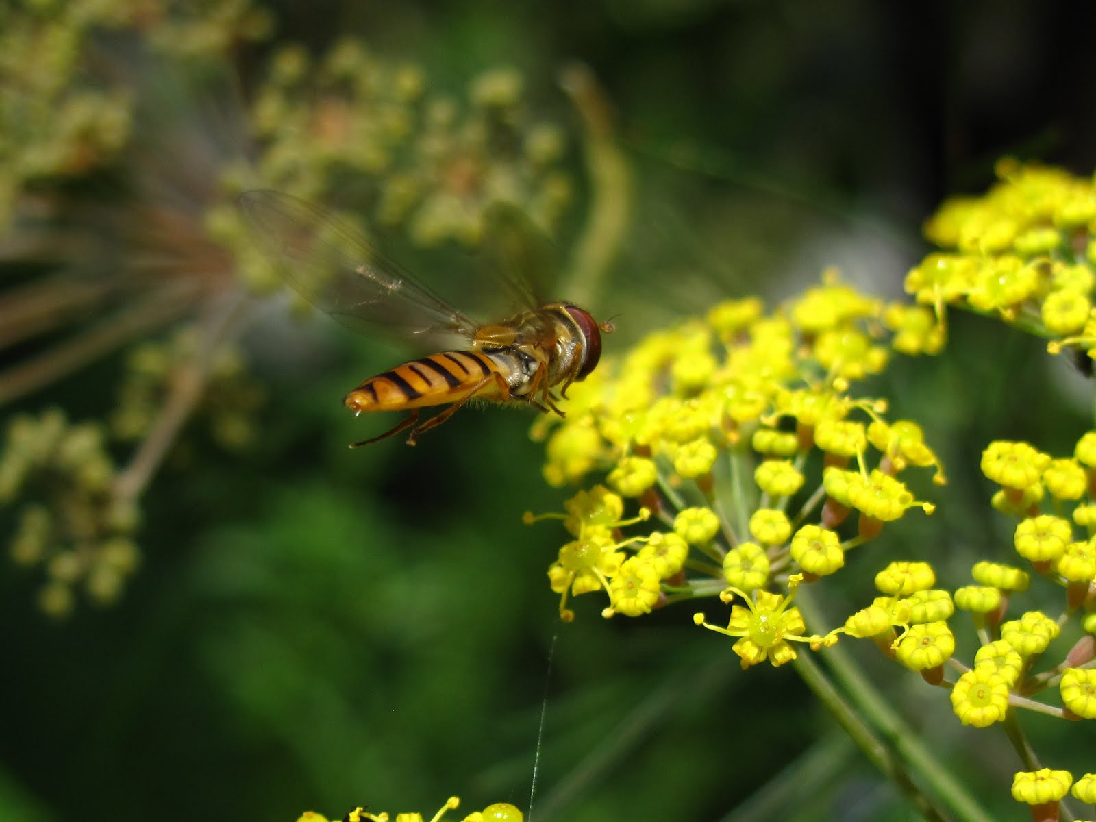 BugBlog: Summer Hoverfly identification