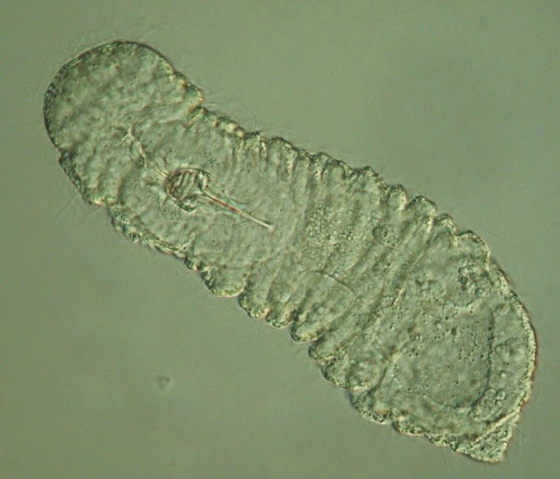 Real Monstrosities: Jaw Worm