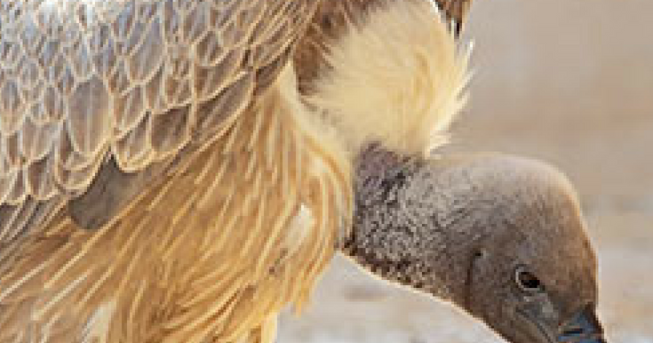 AralingPilipino.com: Alamat ng Buwitre