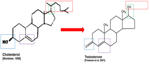 TiaMerkleBiol4550: Assignment # 01 - Testosterone