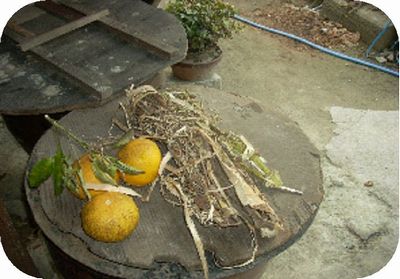 Love from Mitaka, Tokyo