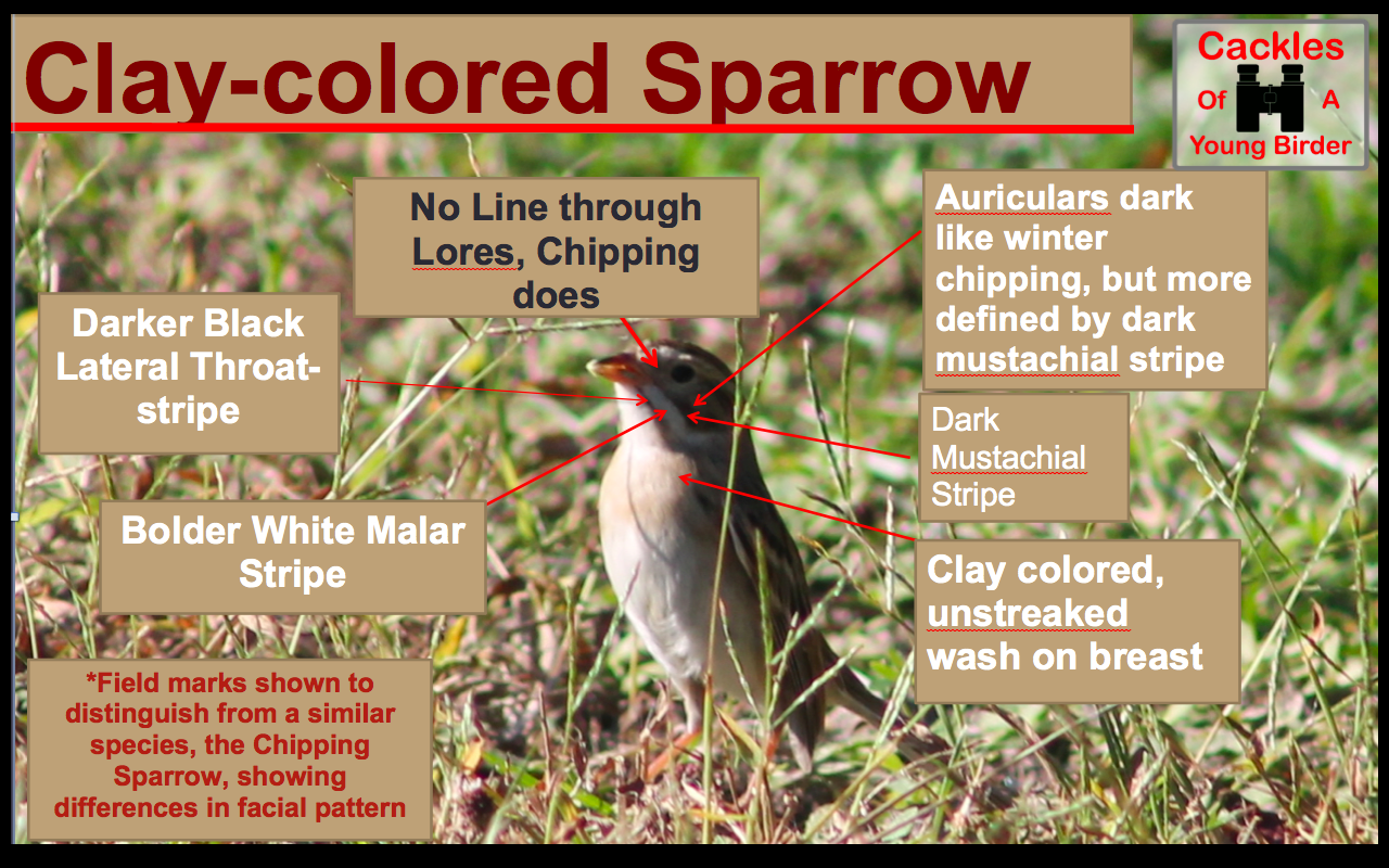 The Cackles of a Young Birder: Field Mark Diagrams!