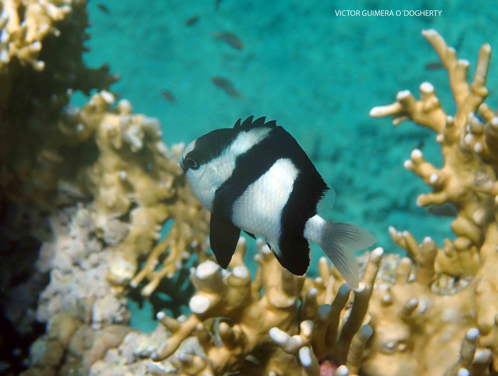 Mis imágenes de aves: DAMISELAS