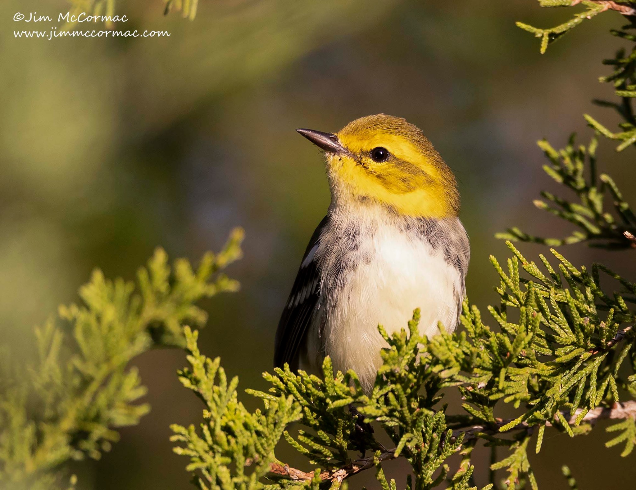 Ohio Birds and Biodiversity: A few fall warblers