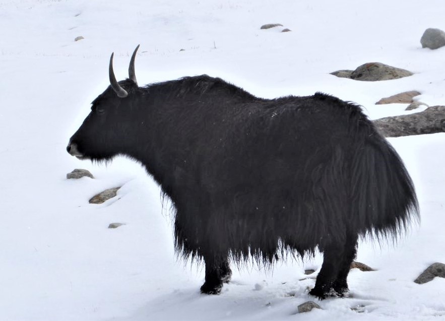 Rheumatologe: The Yak in Ladakh