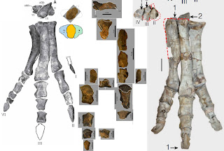 The Theropod Database Blog: The Arguable Identity of Paraxenisaurus