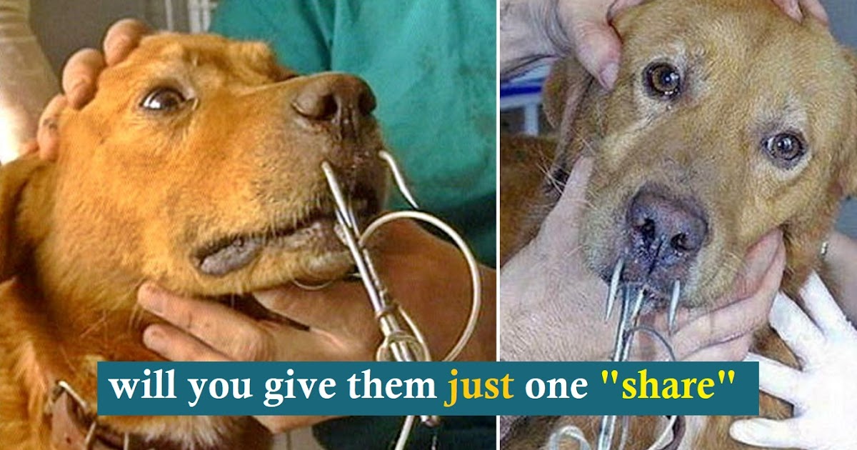 Stop dogs from being used as bait to catch sharks by cruel fishermen!