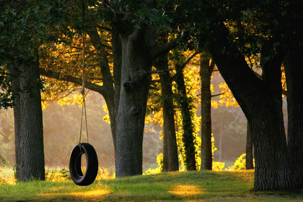 Piedmont Tree Climbing (PTC): Tree Swing Installation
