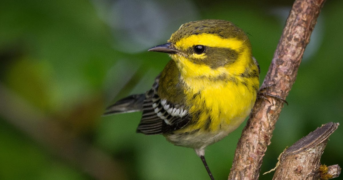 Shoreline Area News: For the Birds: Our Winter Warblers