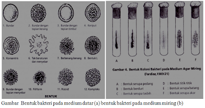 KOLONI BAKTERI - BELAJAR BIOLOGI