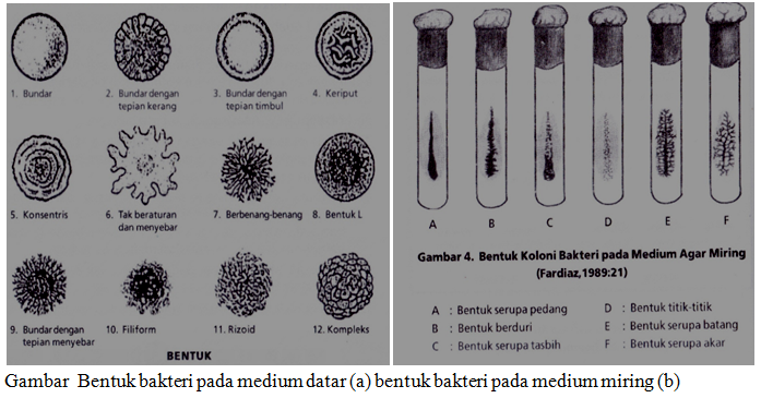 KOLONI BAKTERI - BELAJAR BIOLOGI