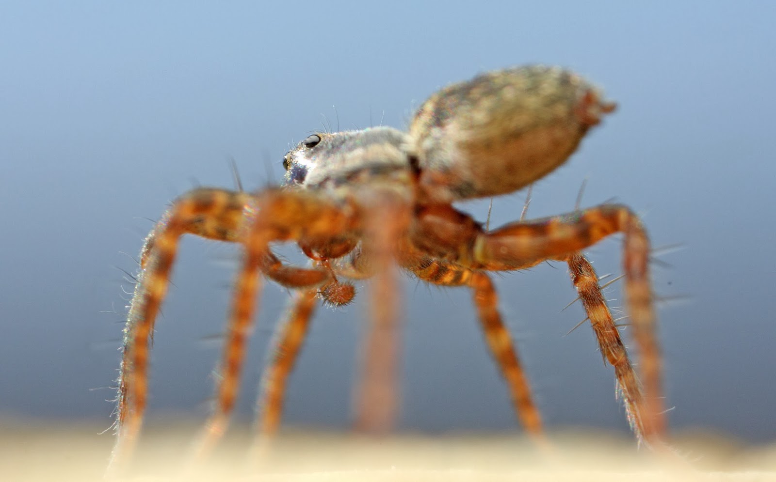 JJ's Photographic nature blog: March 2014