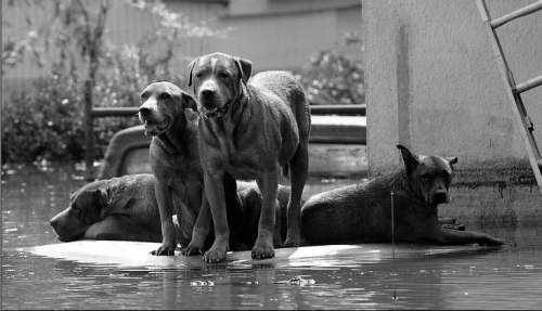 Famous Dogs in History: Hurricane Katrina: Benefits Dogs and Other Pets