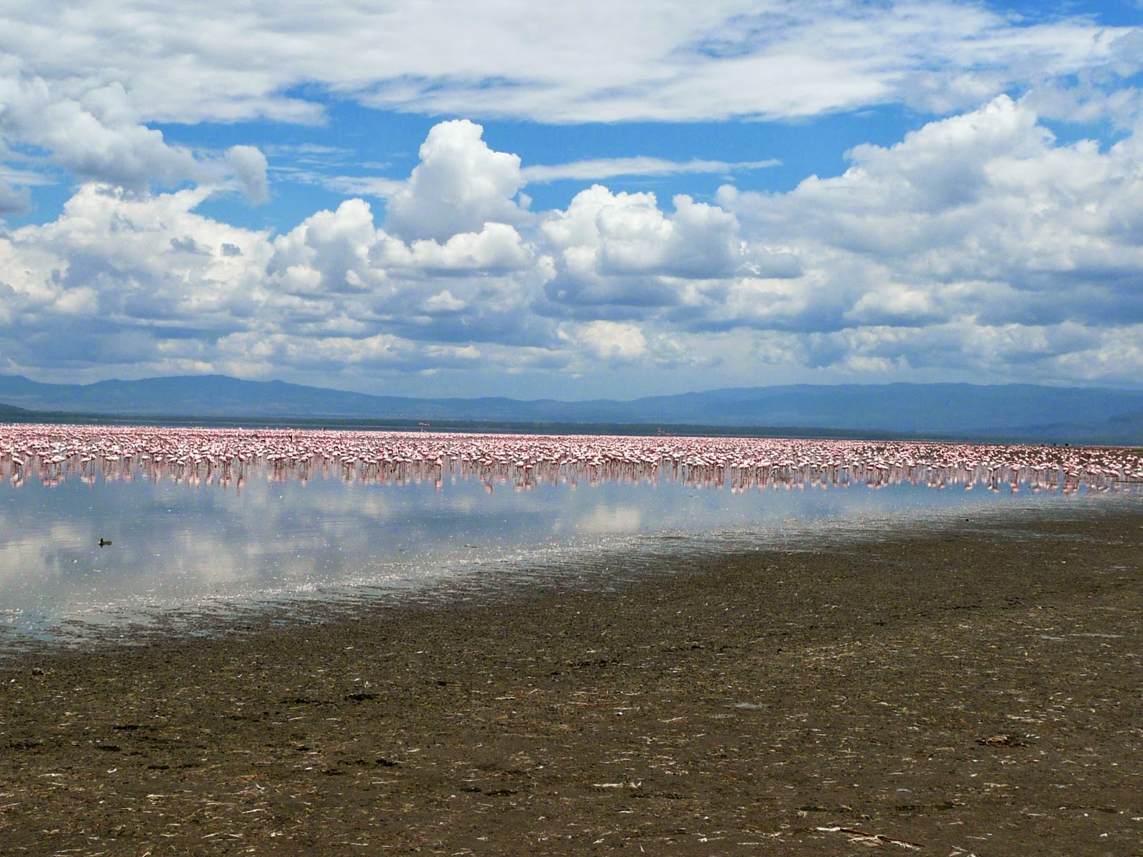 Mis lugares favoritos: EL LAGO NAKURU. El mejor espectáculo aviar del ...