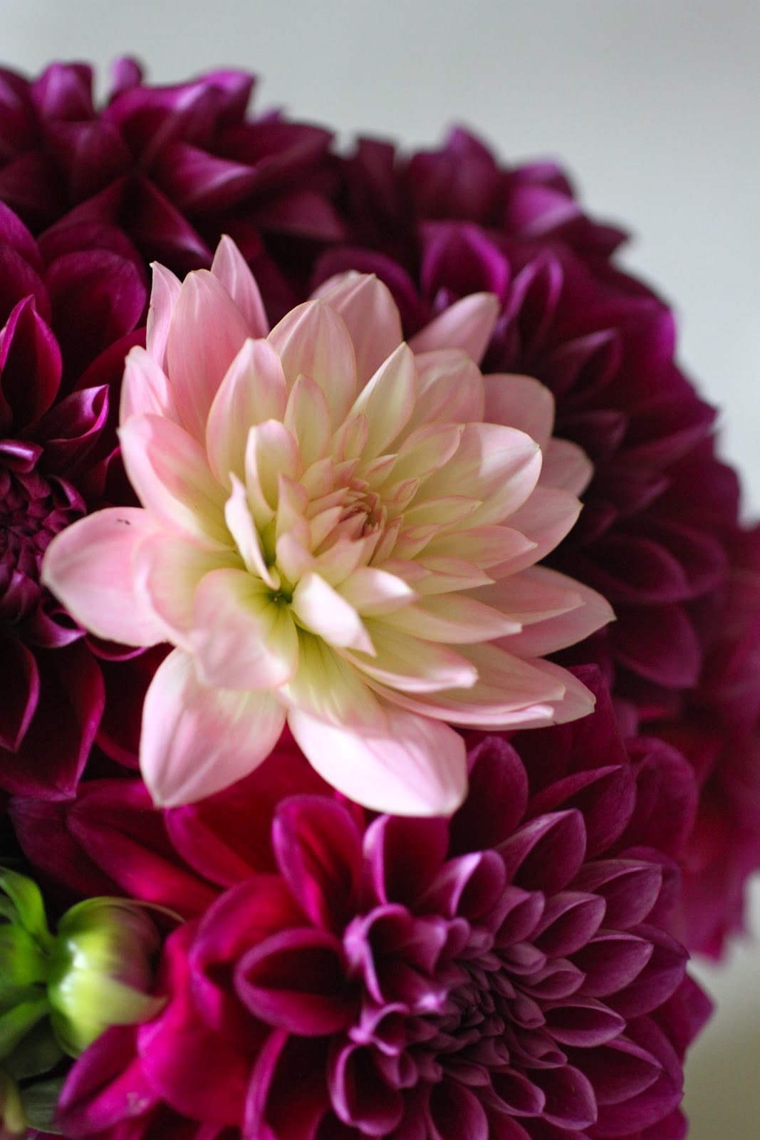 Reggie Darling: Autumn Flowers