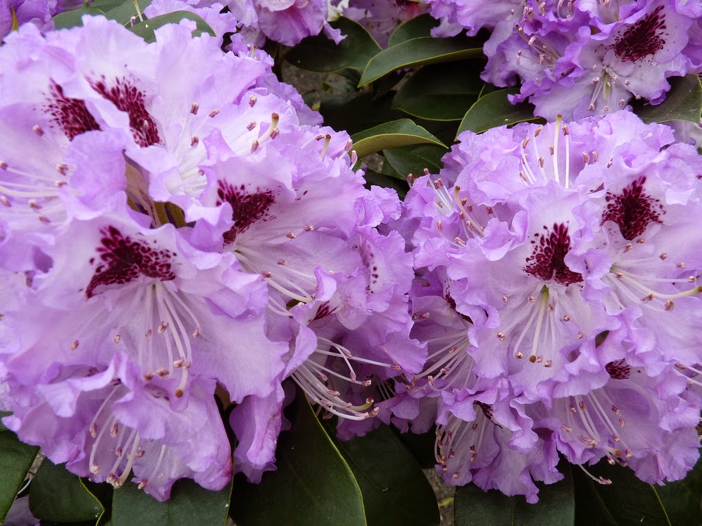 Nature, Science and Tech., Health and Literature: Rhododendron
