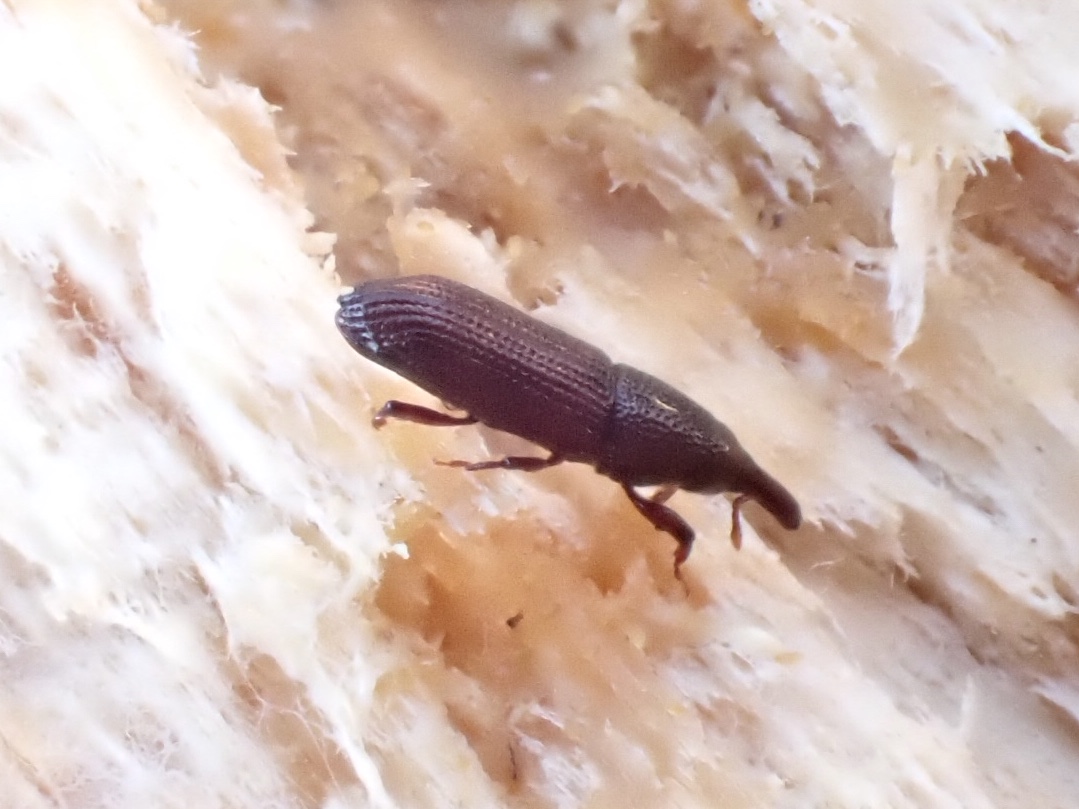 The Fifth Beetle: First new beetles of the decade