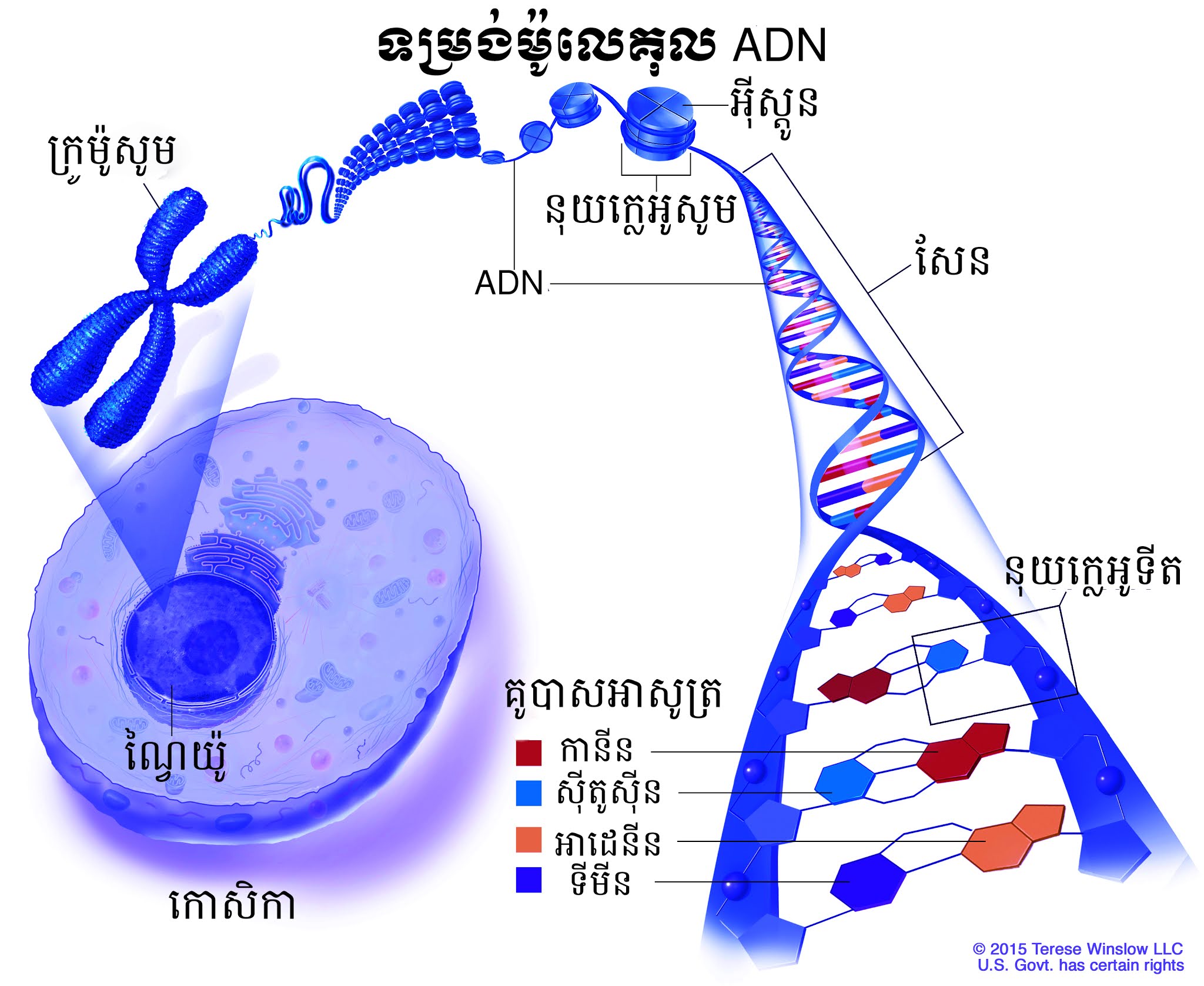 (វីដេអូ) ជីវវិទ្យាថ្នាក់ទី12 : ADN ជាទម្រព័ត៌មានសេនេទិច - Khmer biology ...