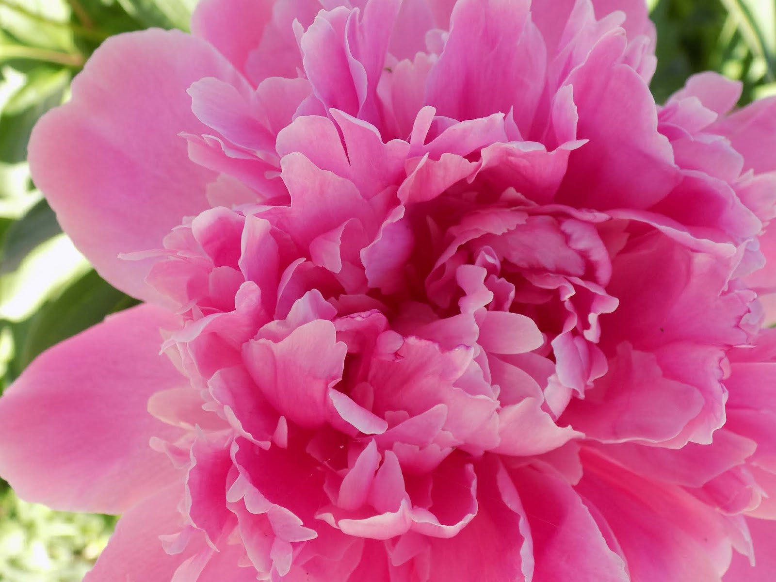 Rural : June Flowers.