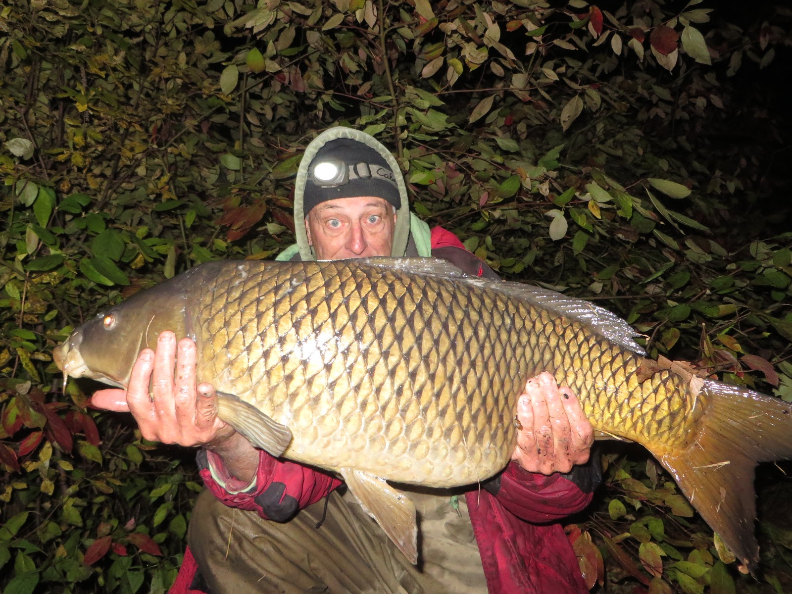 Rhode Island Carp Fishing: Photo of the Day.....An October Hog.... 30 ...