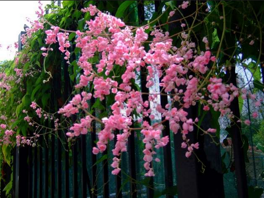 tokobungakarangan: Bunga Air Mata Pengantin Si Perambat Indah