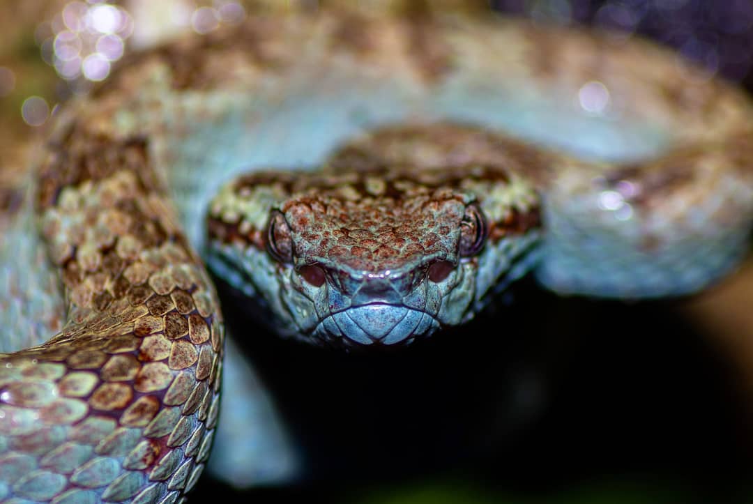 Malabar pit viper (Blue morph)