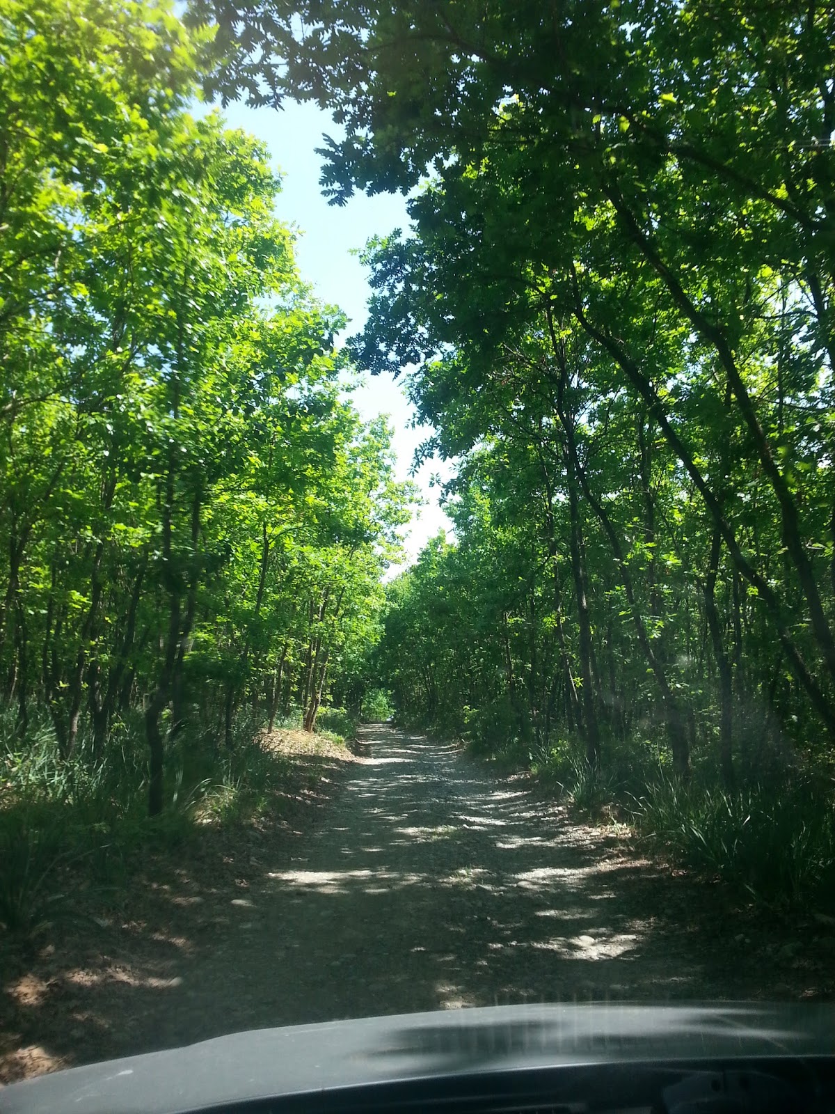 Pylli i Marines ~ VISIT BELSH ALBANIA