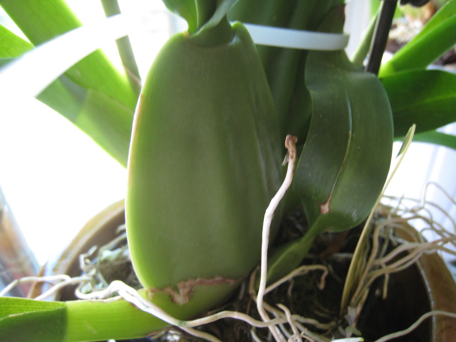 Orchid Beginner Basics: Oncidium Sherry Baby