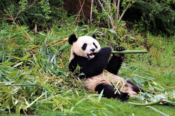 Mengapa Panda Bisa Hidup Hanya dengan Makan Bambu? | Belajar Sampai Mati