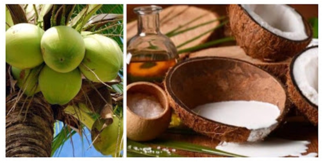 The 7 Secrets About Coconut Only few People Know
